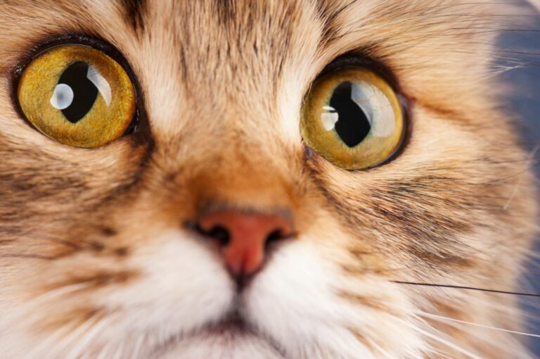 Perser mit Nase: ein Tier zum Verlieben! - Haustierratgeber.de