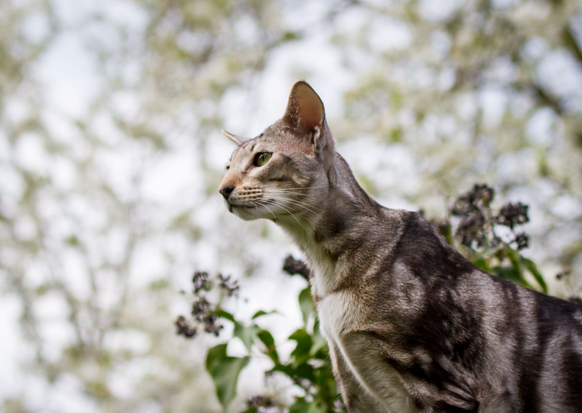 Die exotische Katzenrasse: Orientalische Kurzhaarkatze