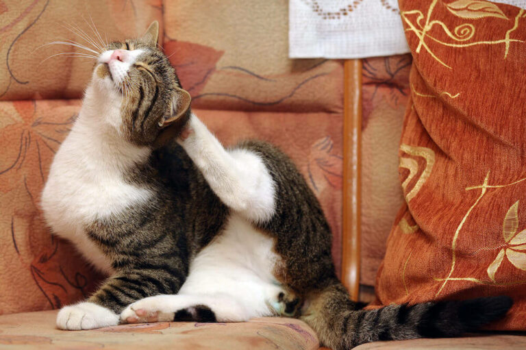 Katze frisst wenig und schläft viel: Ursachen und Tipps ...