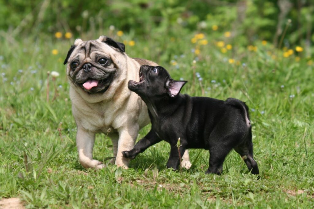 Mops - Alles was Sie über diese Hunderasse wissen müssen!