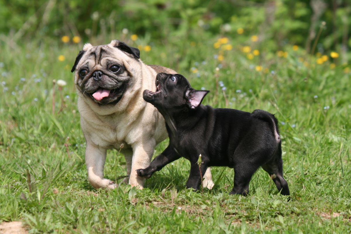 Mops - Alles was Sie über diese Hunderasse wissen müssen!