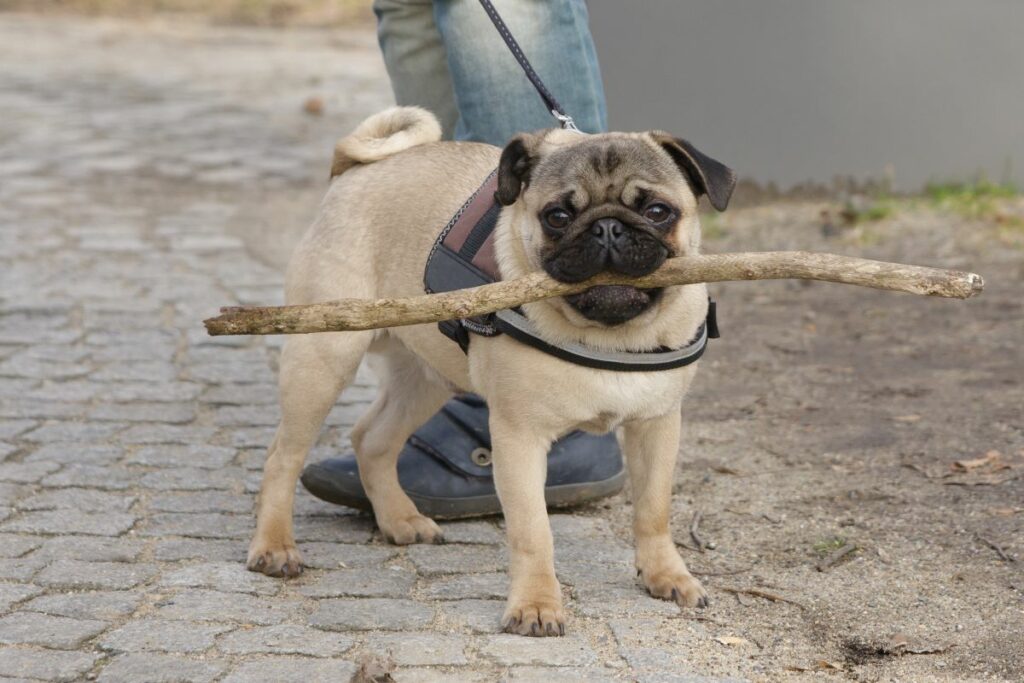 Mops - Alles was Sie über diese Hunderasse wissen müssen!