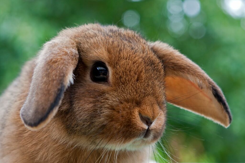 Zwergwidder- Alles was du über diese Kaninchenrasse wissen musst!