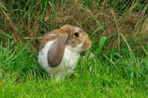 Deutscher Widder- Alles was du über diese Kaninchenrasse wissen musst!