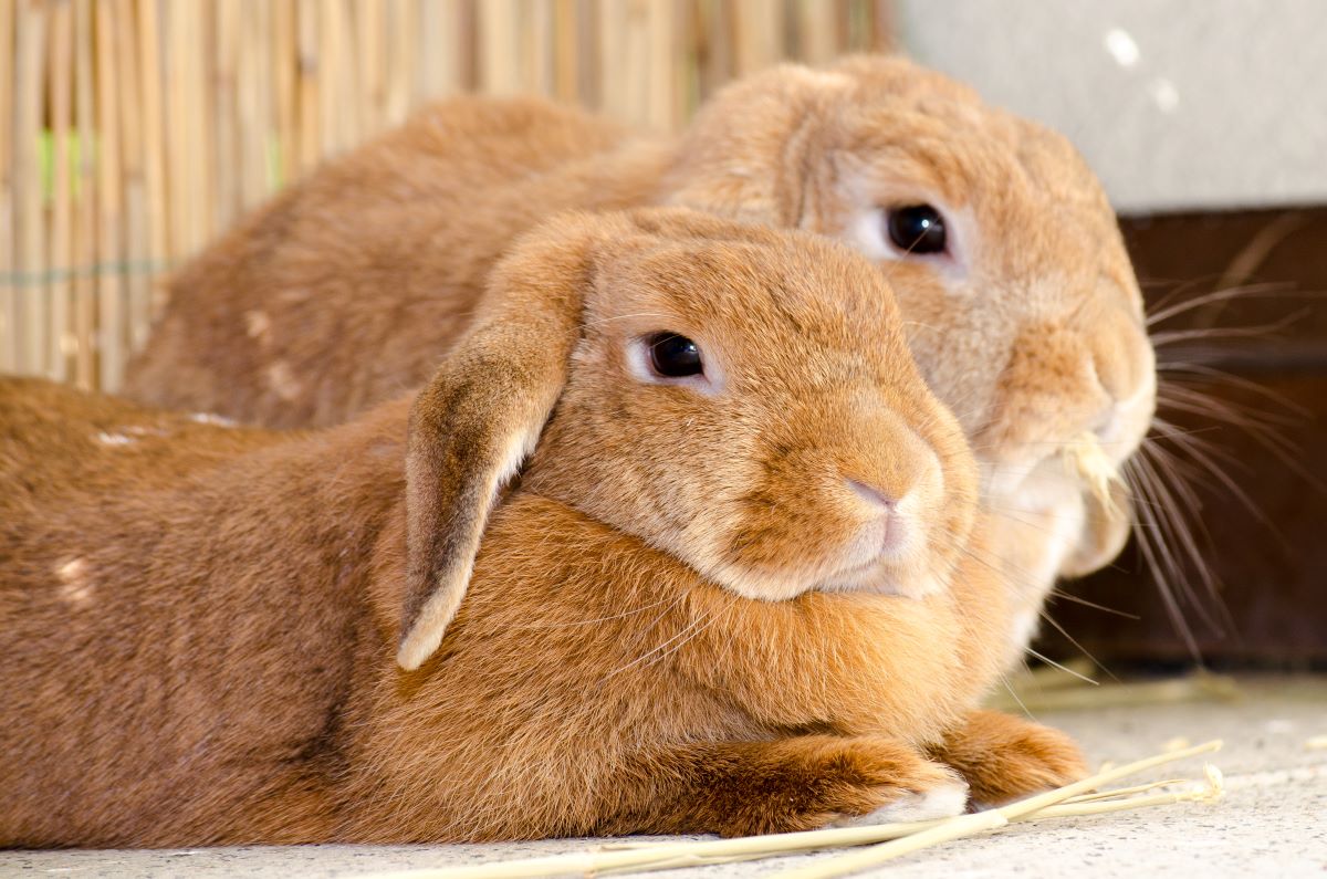 Deutscher Widder- Alles was du über diese Kaninchenrasse wissen musst!