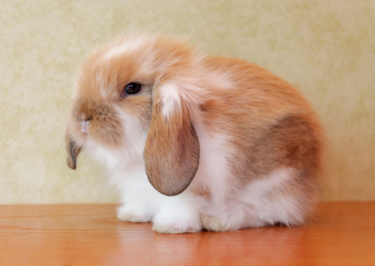 Farbenzwerg - Alles was du über diese Kaninchenrasse wissen musst!