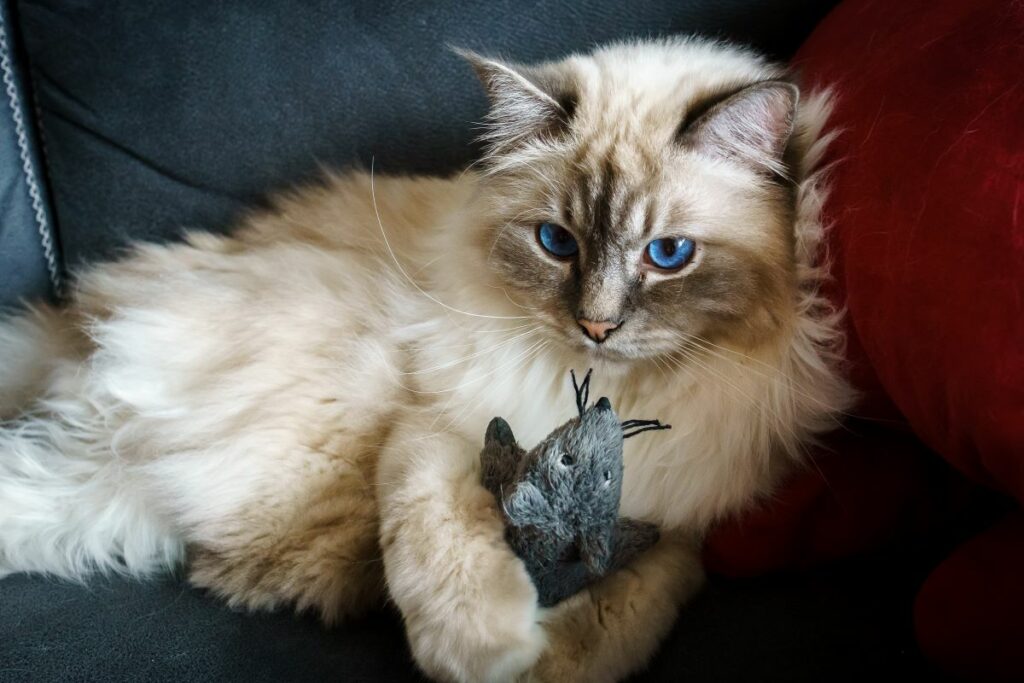 Heilige Birma - Alles was du über diese Katzenrasse wissen musst!