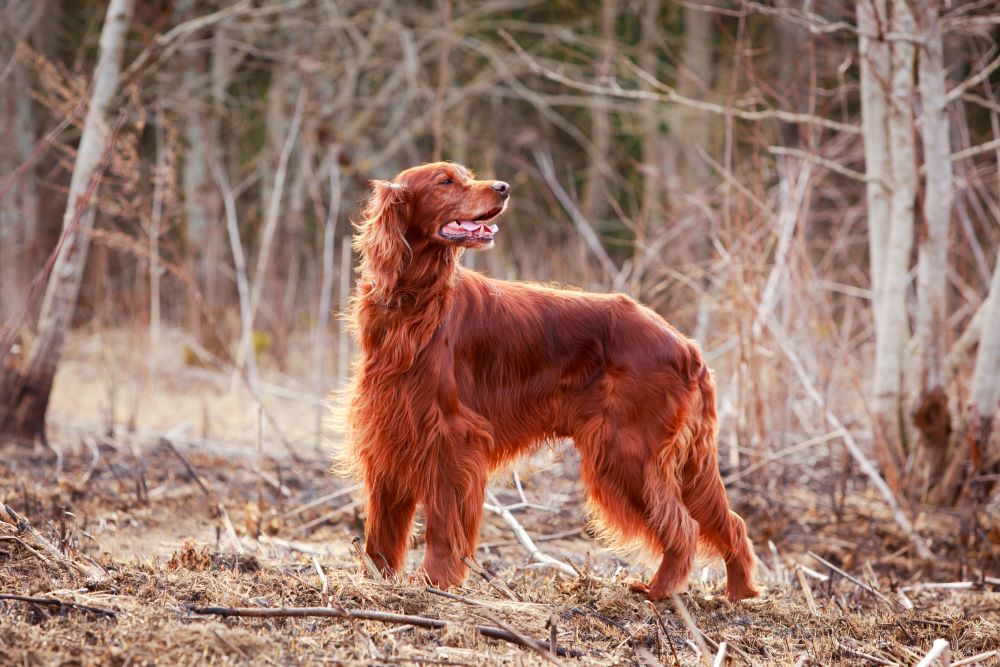 Der elegante und kraftvolle Irish Red Setter