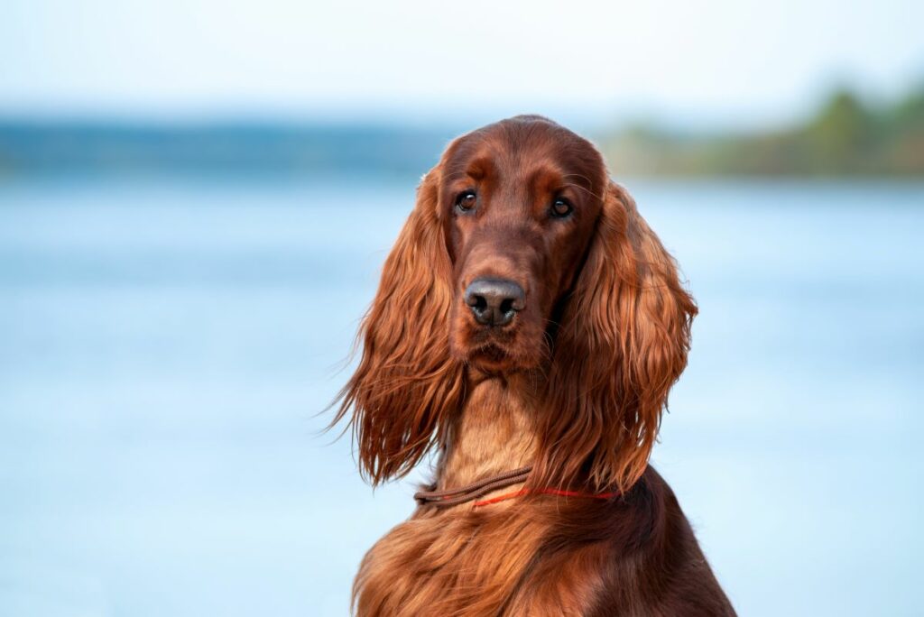 Der elegante und kraftvolle Irish Red Setter