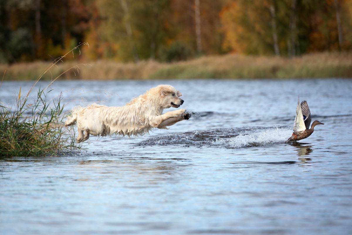 Jagdhunde - diese Rassen gehören dazu
