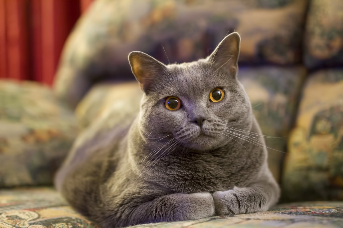 Kartäuser Katze (Chartreux) – liebenswerte Katzen aus Frankreich