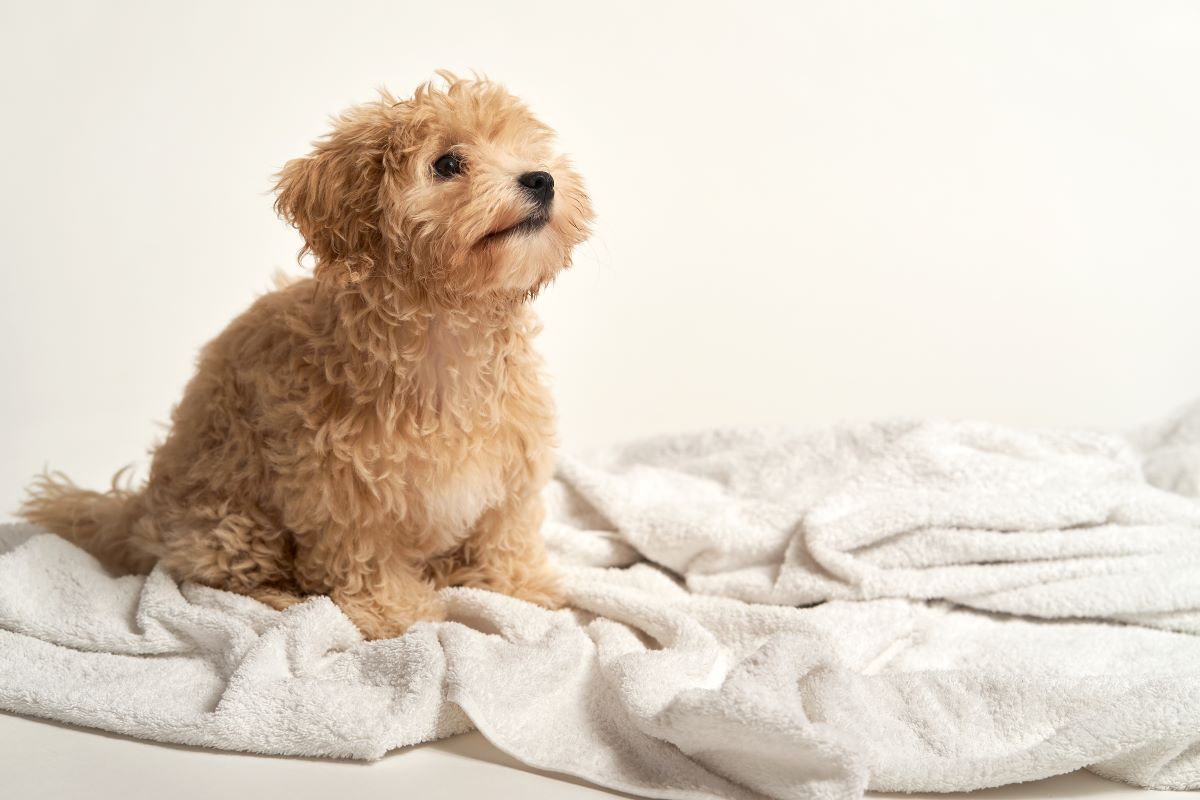 Der Maltipoo - ein süßer Fratz mit Charme