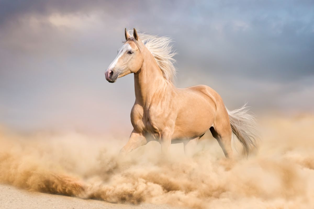 Palomino