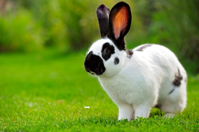 Deutsche Riesenschecke - Alles was du wissen musst!