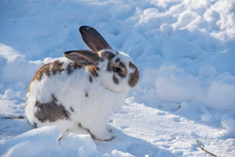 Deutsche Riesenschecke - Alles was du wissen musst!