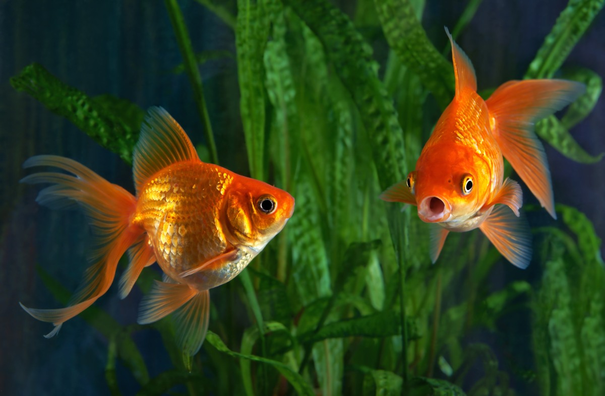 Das Goldfisch-Aquarium: Tipps für eine artgerechte Haltung