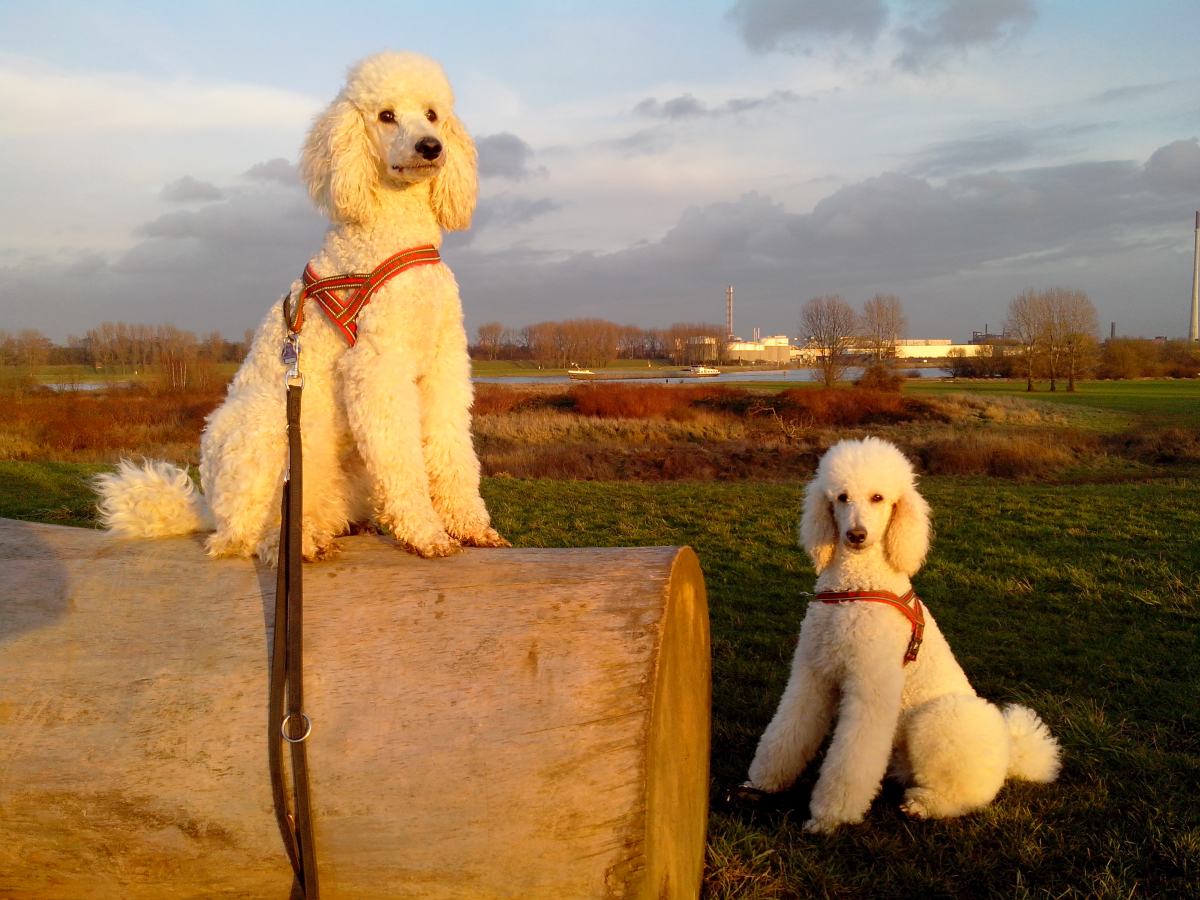 Großpudel – Alles was Sie über diese Hunderasse wissen müssen!