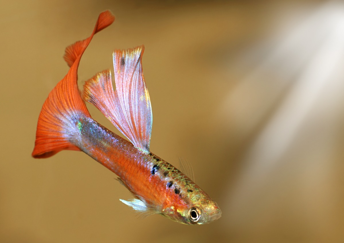 Was Du alles über die Guppy Haltung wissen musst