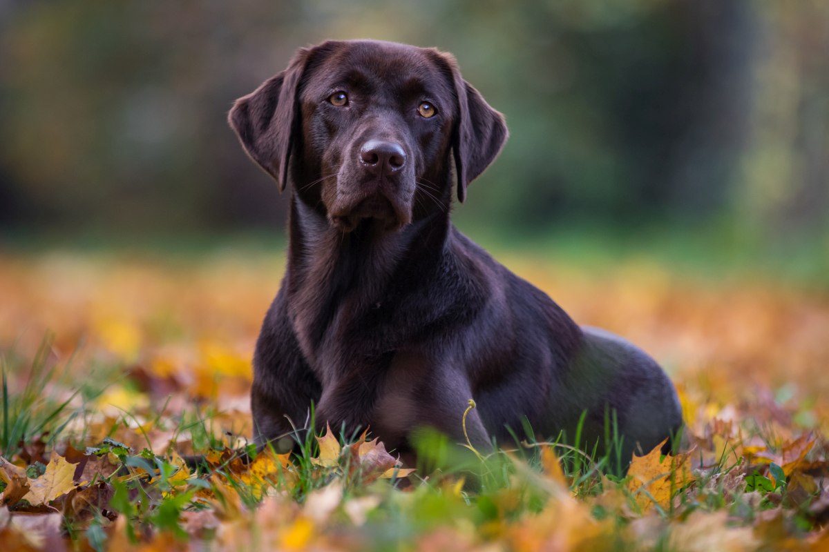 Histiozytom bei Hunden – Diagnose und Behandlung