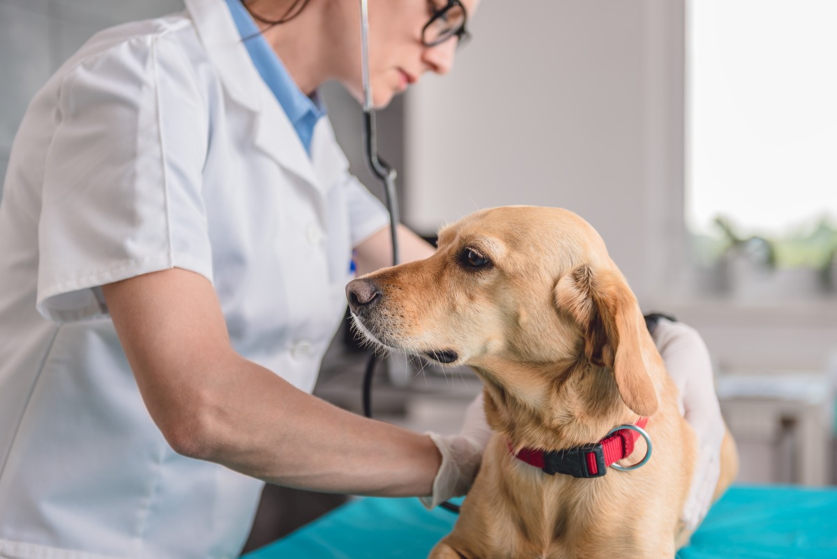 Histiozytom bei Hunden – Diagnose und Behandlung