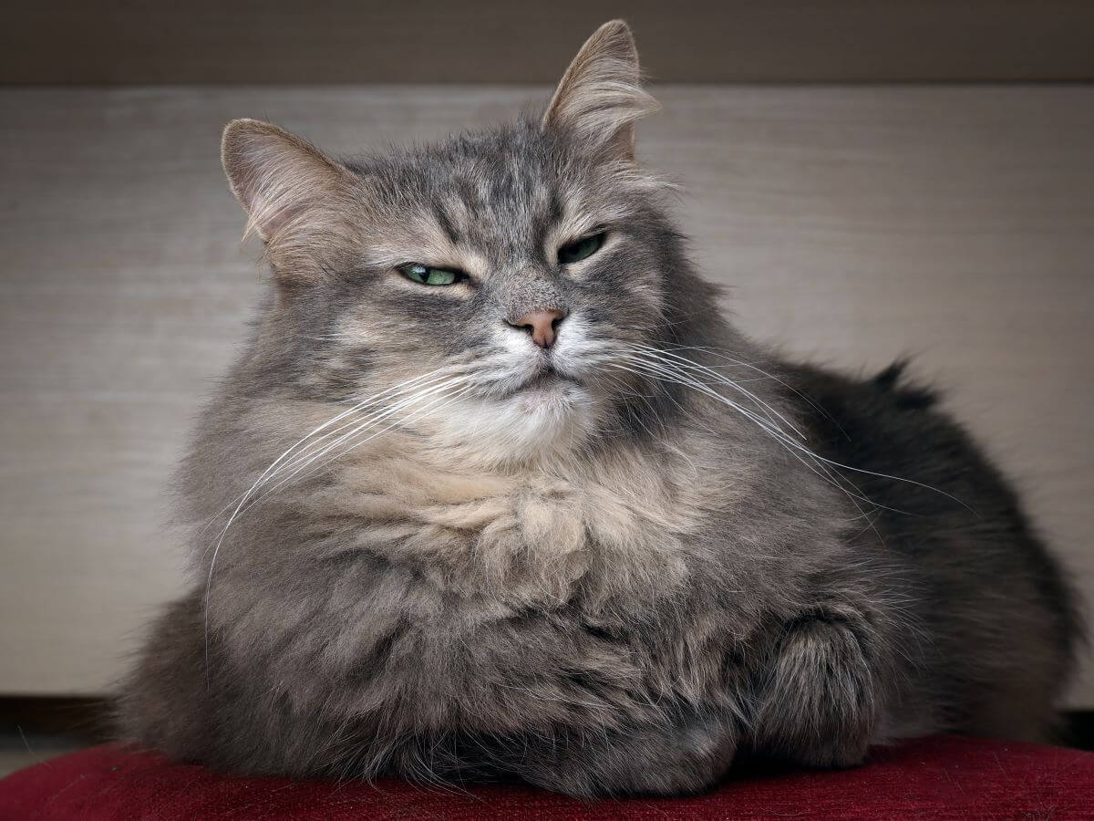 Verschwunden ohne Spur: Was tun, wenn die geliebte Katze entlaufen ist?
