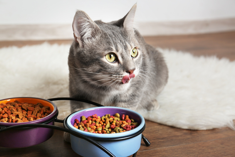 Gesunde Ernährung für Katzen – was es zu beachten gibt