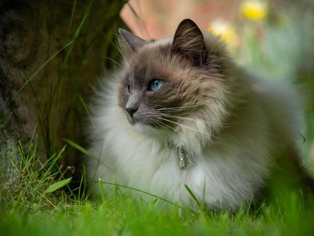 Ragdoll - Alles was Sie über diese Katzenrasse wissen müssen!