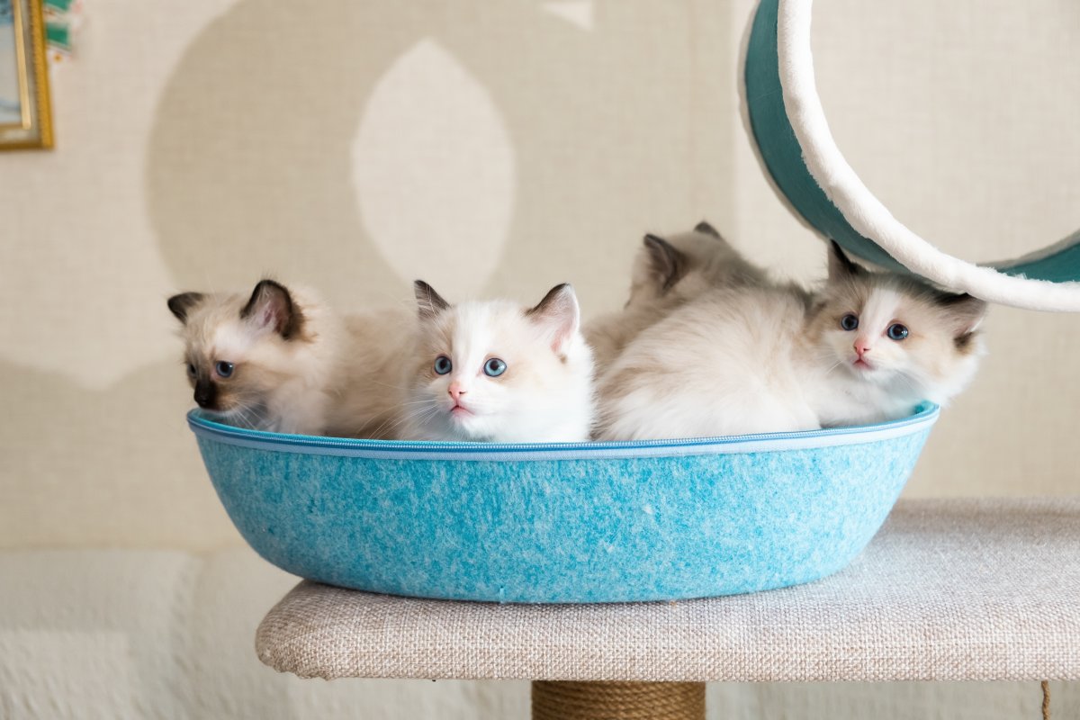 Wie Alt Werden Ragdoll Katzen