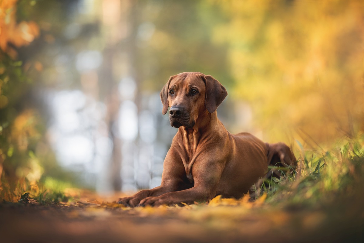 Rhodesian Ridgeback - Wesen, Charakter & Haltung