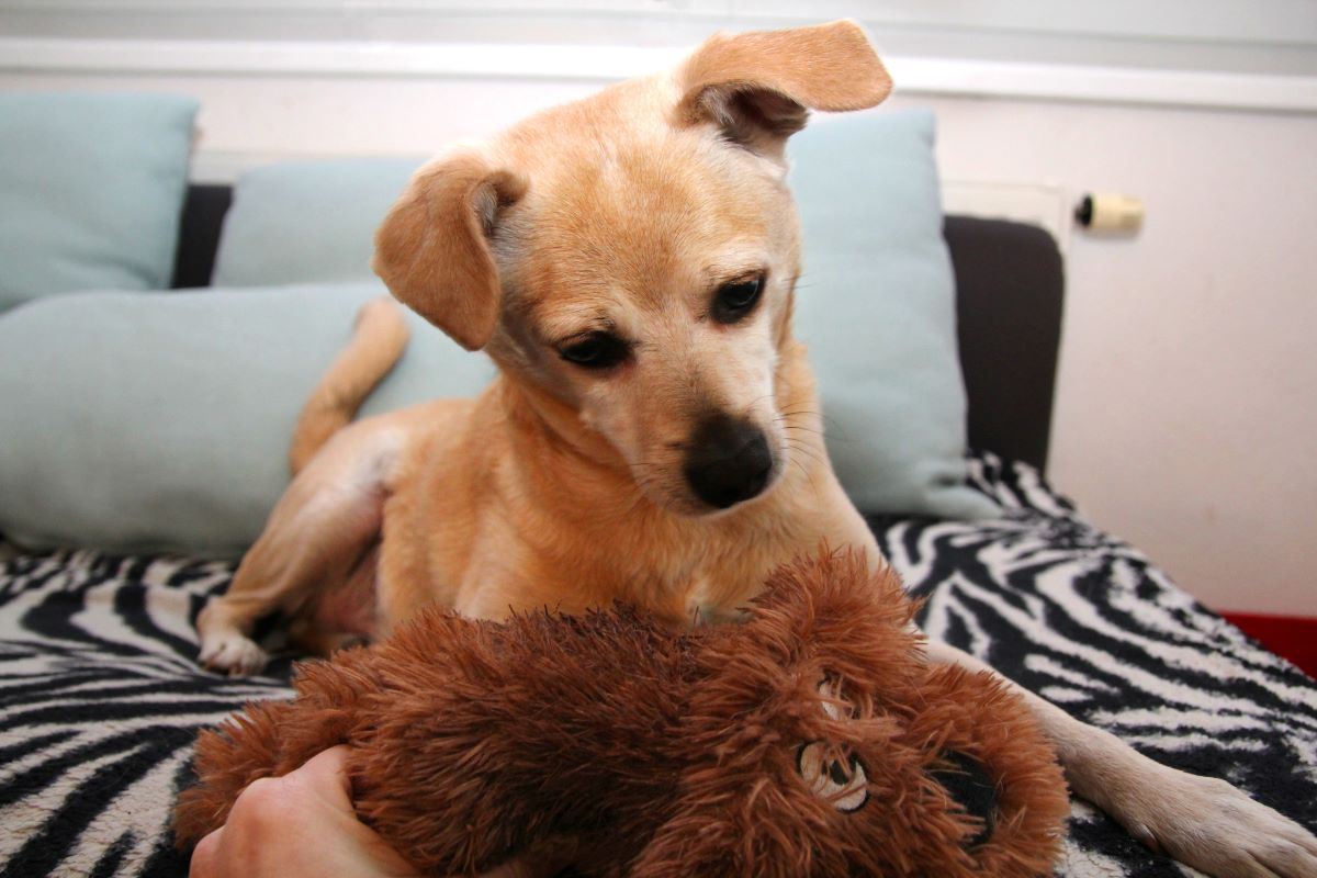 Verhalten nach der Kastration eines Rüden und was du darüber wissen musst - Haustierratgeber.de