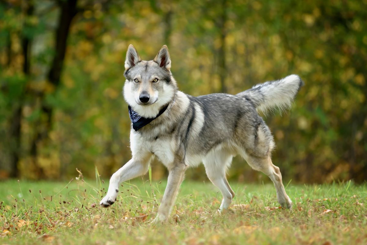 Hunderassen Archive - Haustierratgeber.de