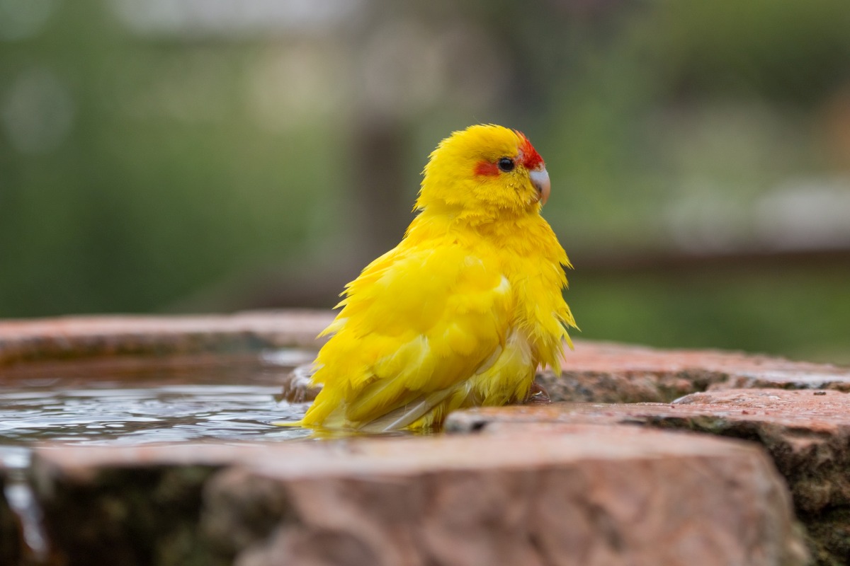 Ziegensittich - lebensfroh und bunt!