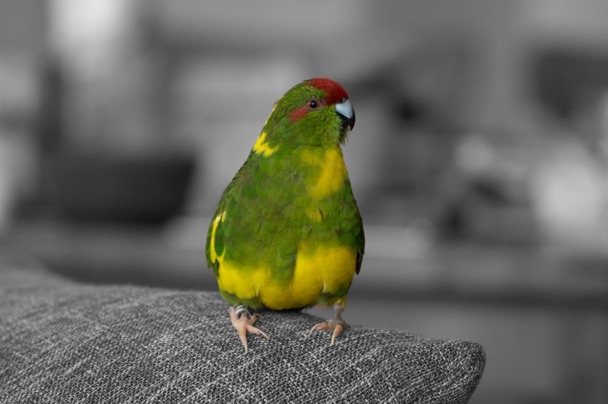 Ziegensittich - lebensfroh und bunt!