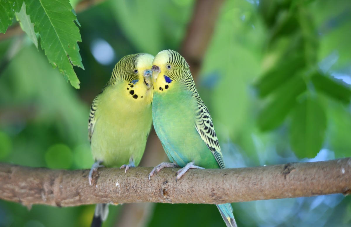 Wellensittich Schnabelkrankheiten: Wie Du sie erkennst und behandelst ...