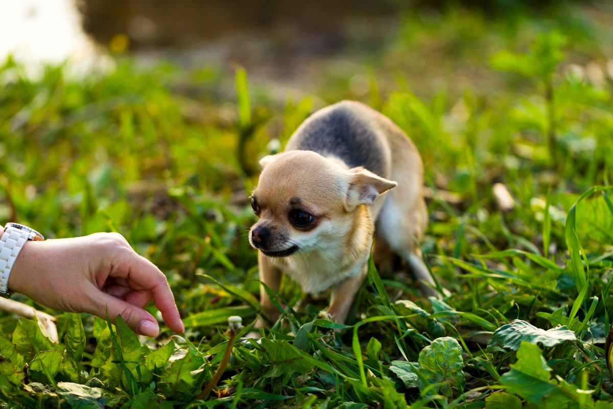 Empathie und Geduld: Schlüsselstrategien, um Deinem ängstlichen Hund ...