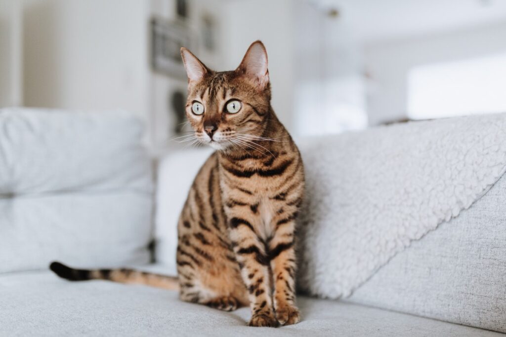 Schön, klug, liebevoll - Die besten der Besten Katzenrassen ...