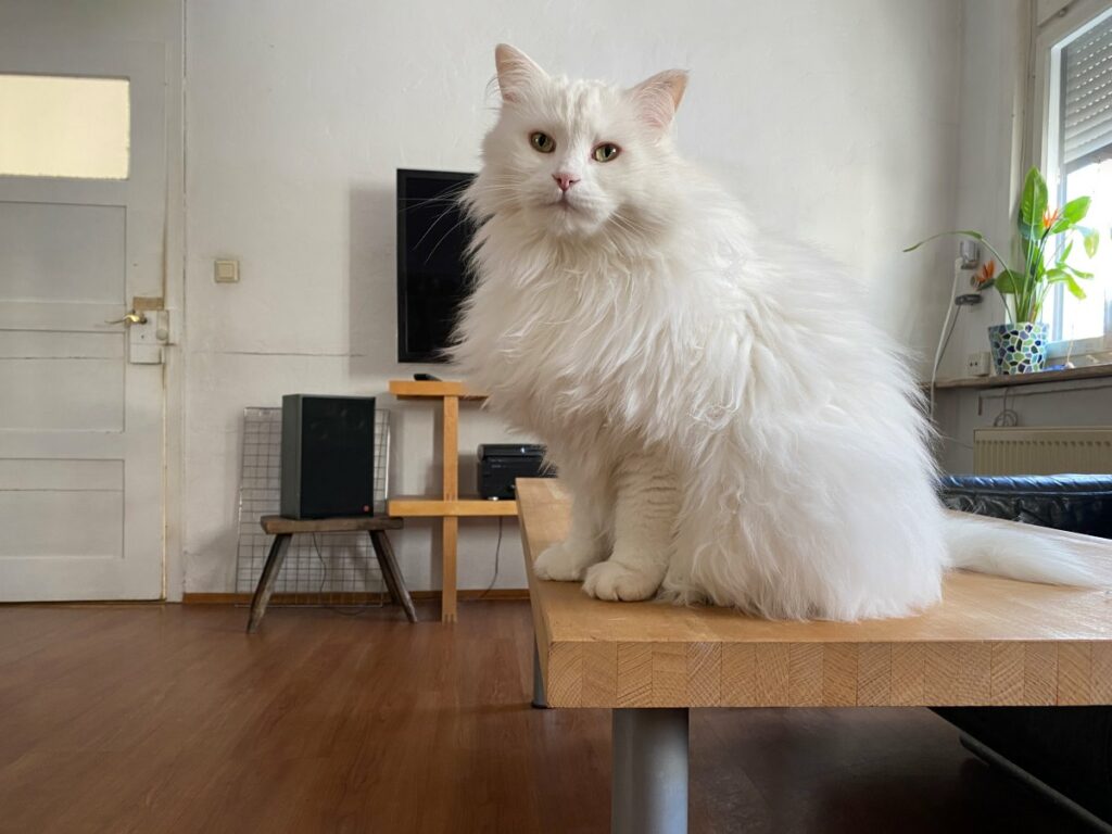 Schön, klug, liebevoll - Die besten der Besten Katzenrassen ...