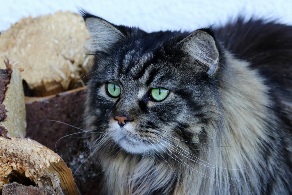 Schön, klug, liebevoll - Die besten der Besten Katzenrassen ...