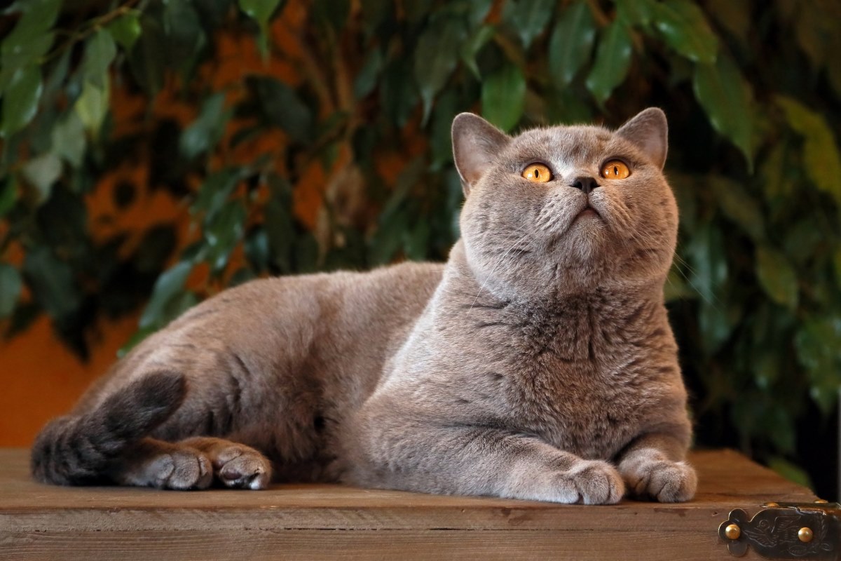 schöne Katzenrassen Archive - Haustierratgeber.de