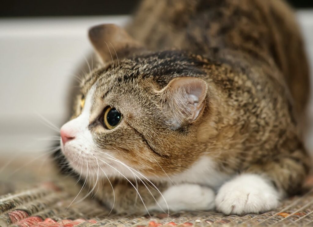 Was tun, wenn Deine Katze plötzlich verstört ist? Tipps zur Beruhigung ...