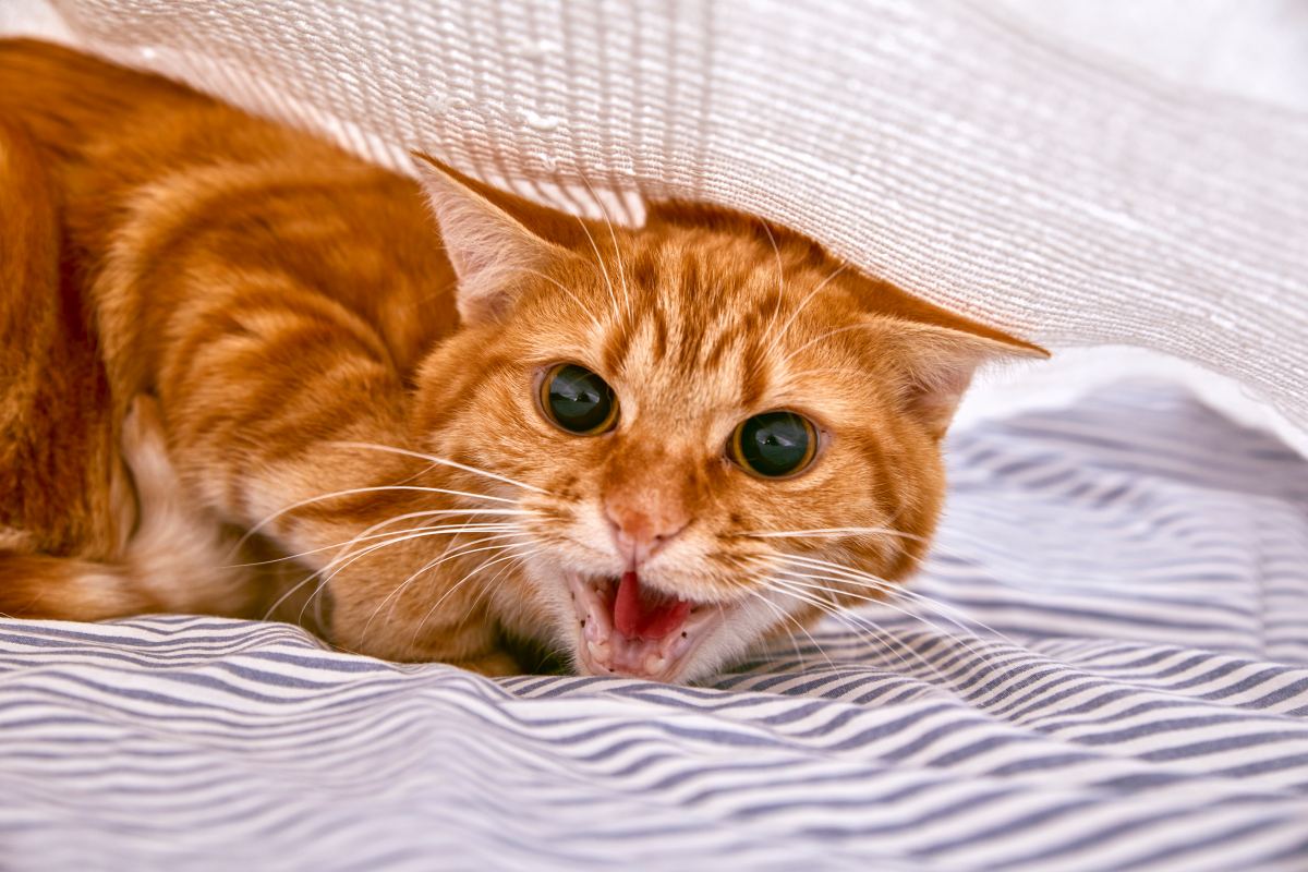 Was tun, wenn Deine Katze plötzlich verstört ist? Tipps zur Beruhigung ...