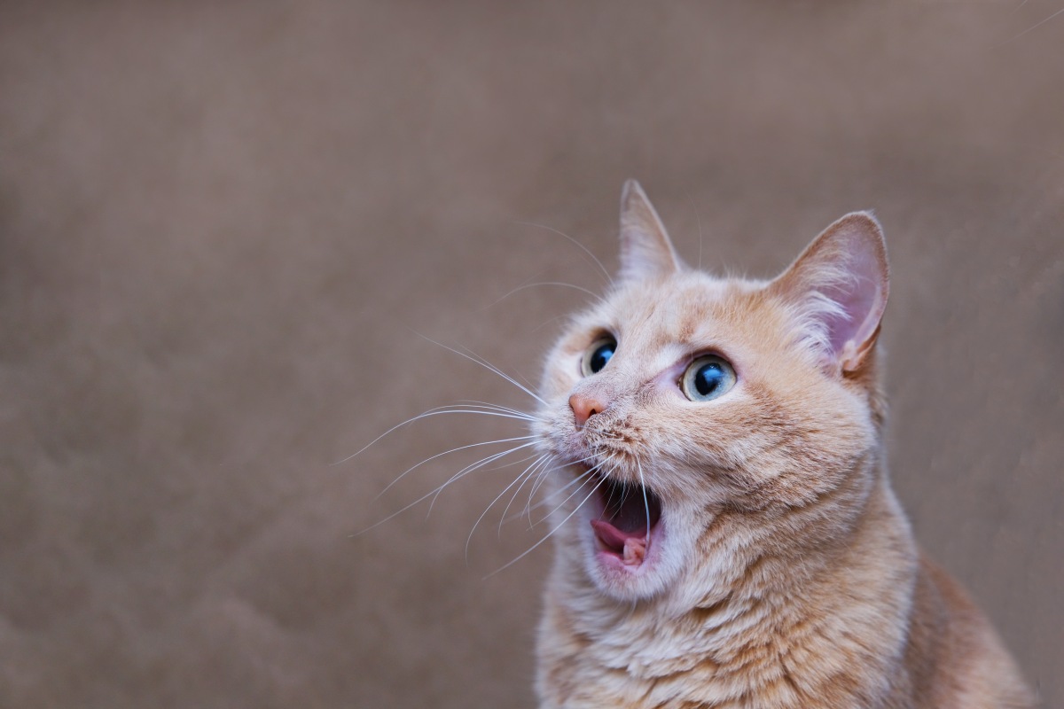 Was tun, wenn Deine Katze plötzlich verstört ist? Tipps zur Beruhigung ...