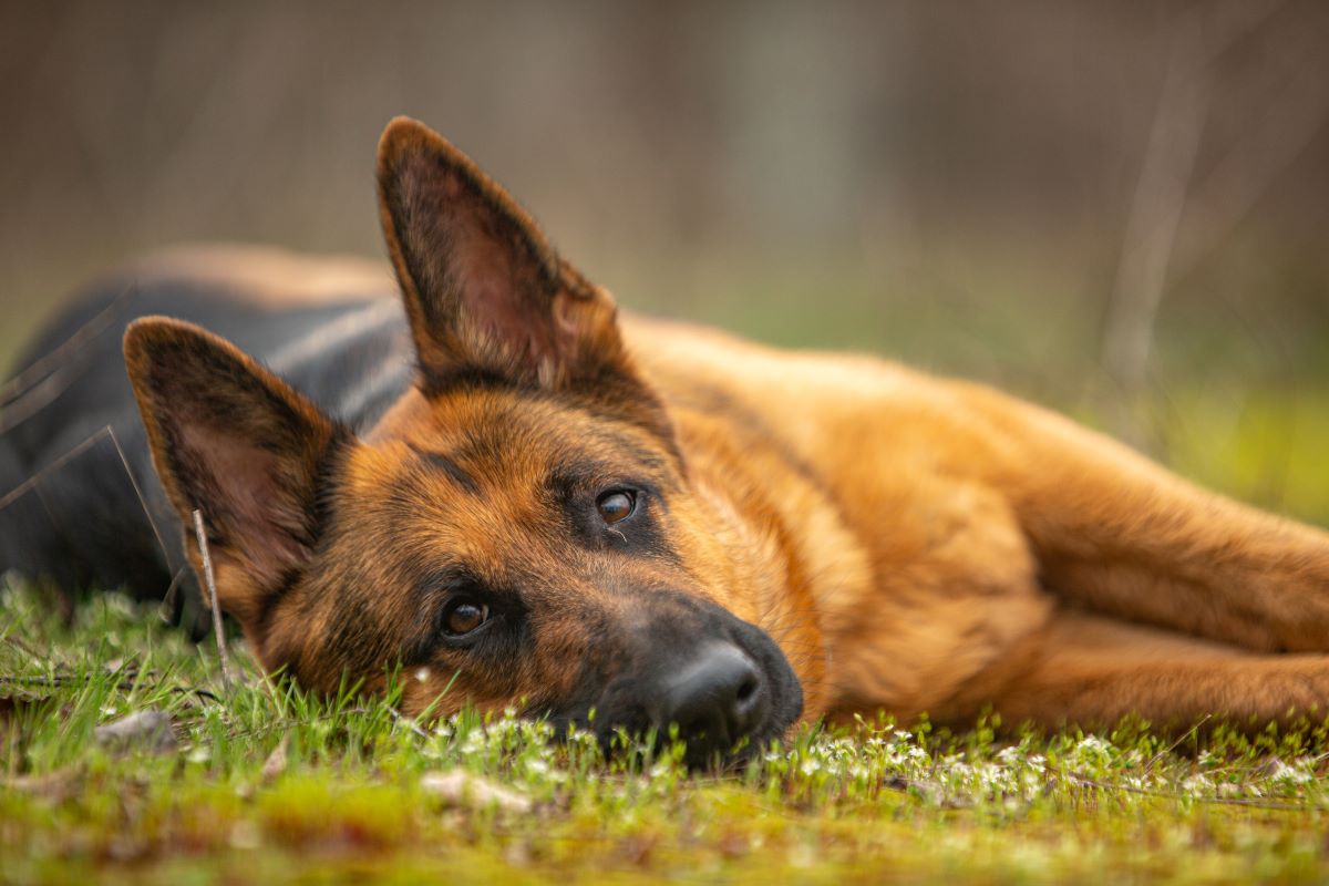 Spannende Hund Schwarz Braun Wei Fotos