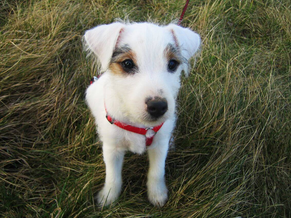 Gassi gehen mit Welpen: Tipps für entspannte Spaziergänge ...