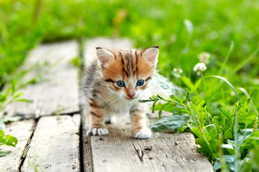 Von Neugier bis Selbstständigkeit: Die Phasen der Katzenbaby ...