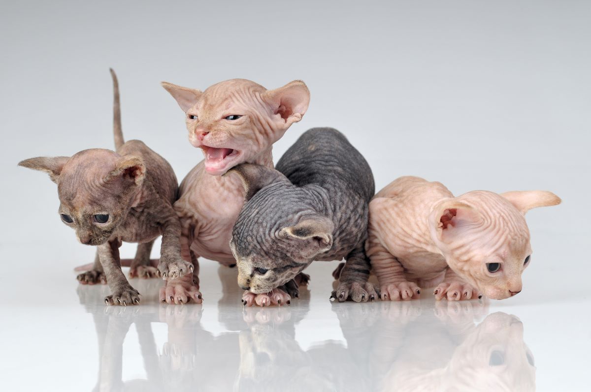 Die Geheimnisse der Canadian Sphynx - Haustierratgeber.de